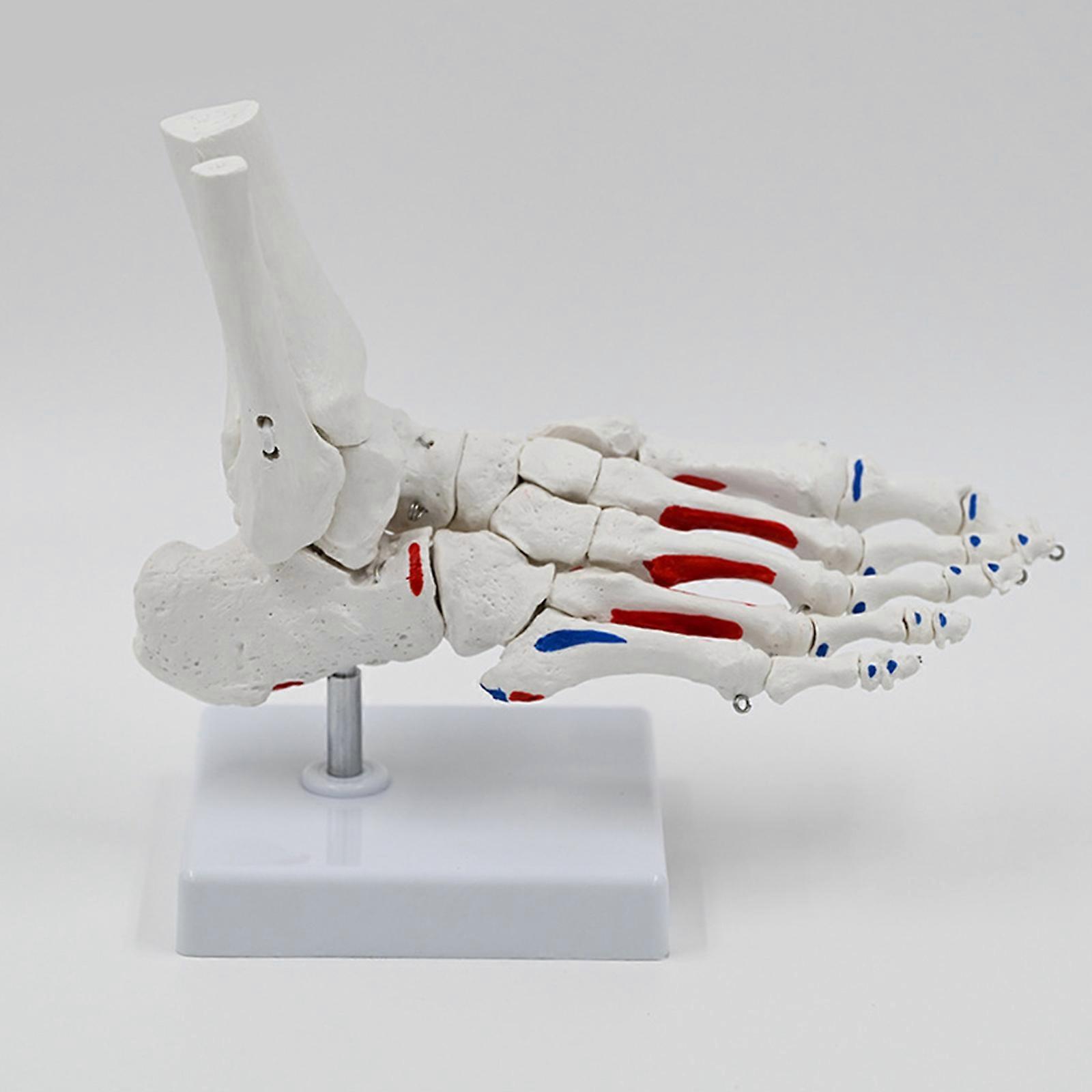 Human Foot Joint Skeleton Model Life Size Foot Joints Anatomy Model ...