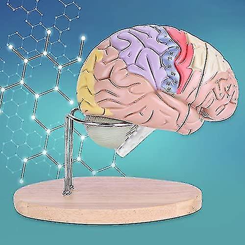 Medical brain model more quickly identify anatomical brain model home ...