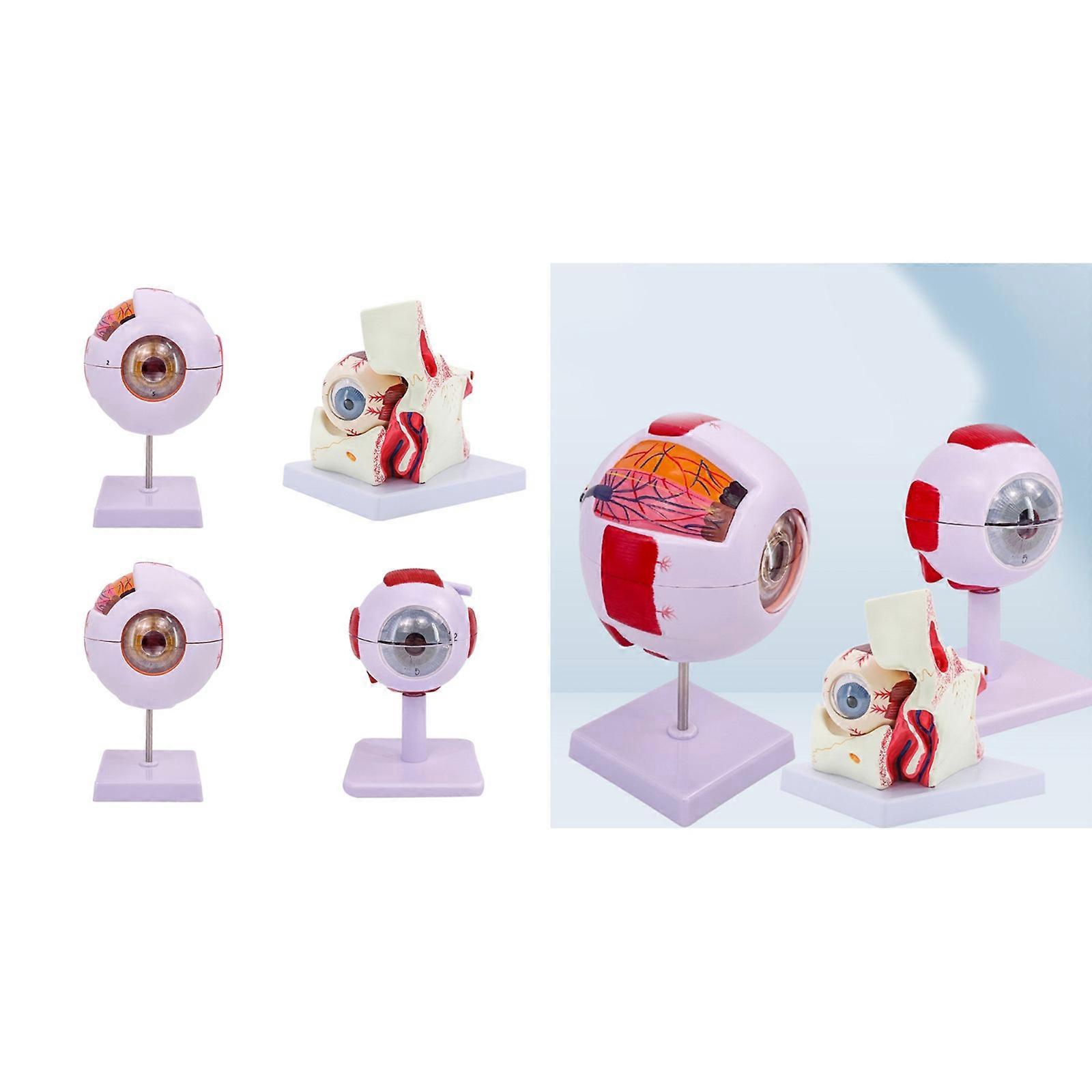 6X Eyeball Anatomy Model Removable Human Eye Anatomy Teaching Tool ...