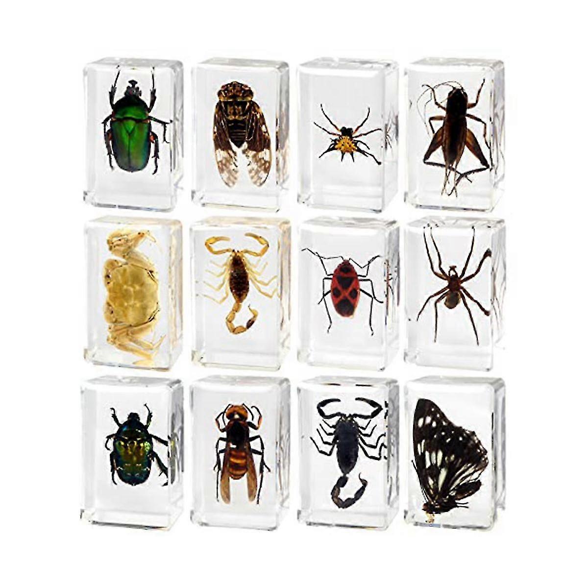 12 Pcs Insect Resin Specimen, Resin Animal Insect Taxidermy Kit Science ...