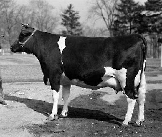 Side profile of a Holstein cow standing in a field Poster | Fruugo DK