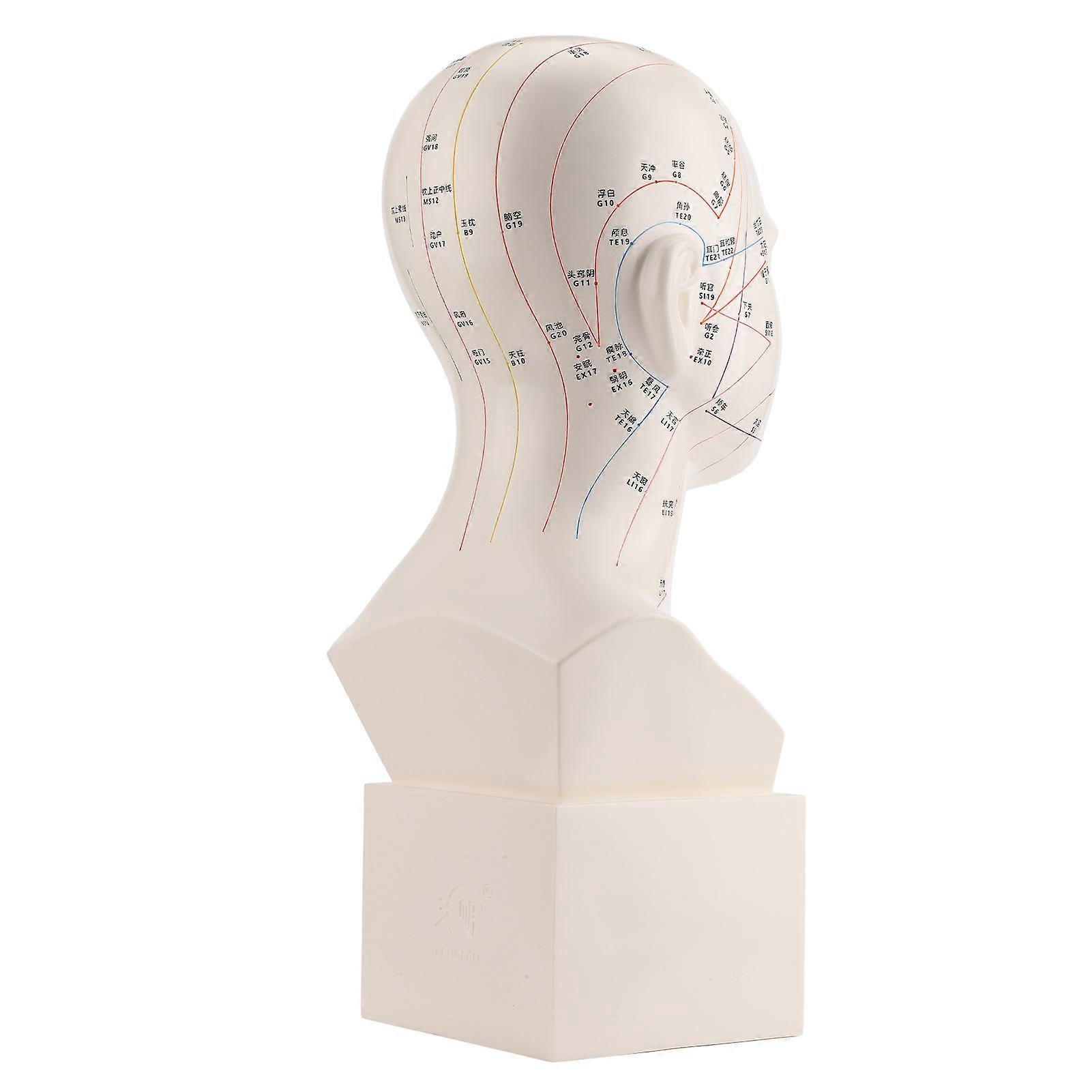 Head Acupuncture HD Standard Acupoint TCM Human Point Head Model ...