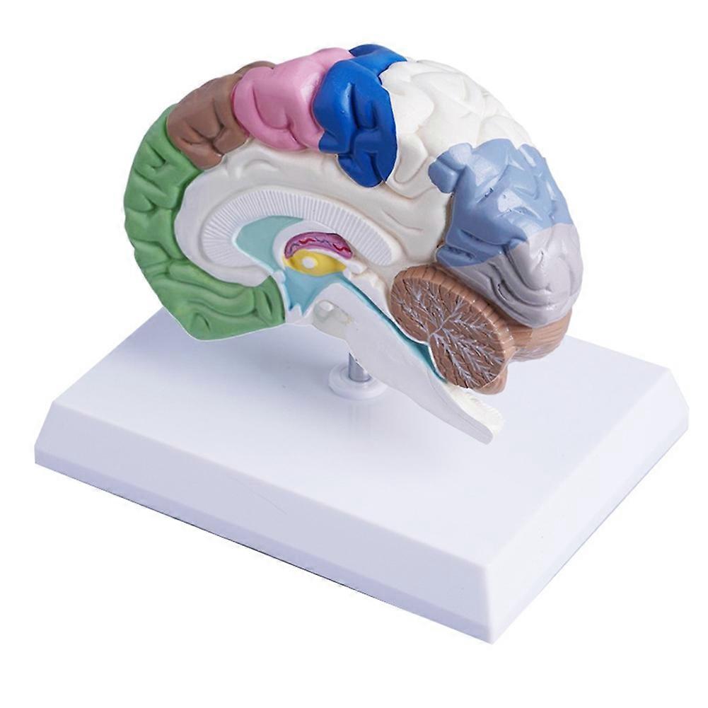 Human Half Brain Anatomy Model Life Size Anatomical,Brain Model Medical ...