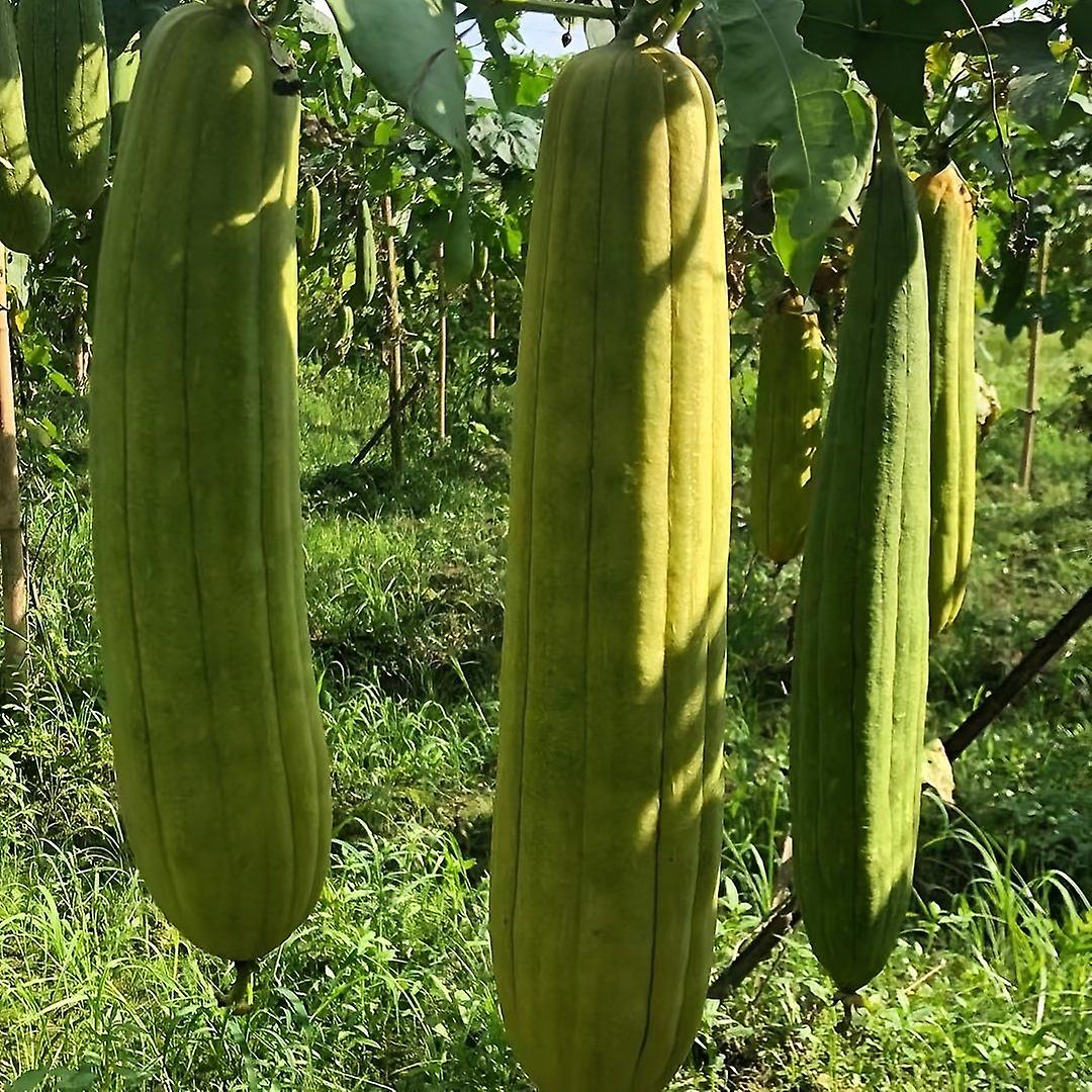 Natural Loofah Sponges Organic Luffa Bath Shower Sponge Exfoliating ...