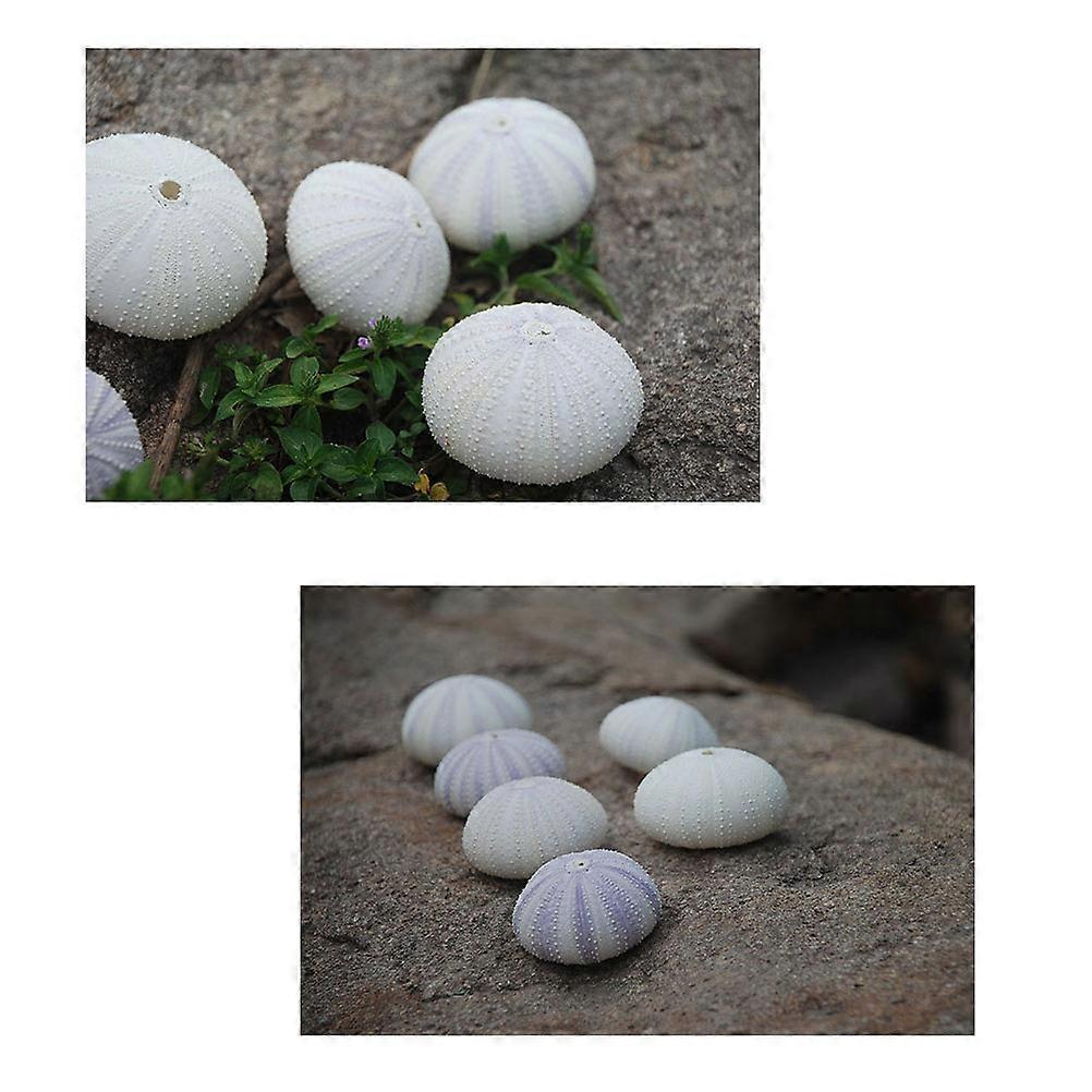 3 Pcs Natural Dried Sea Urchin Shells Conch Shells Creative Air Plant ...