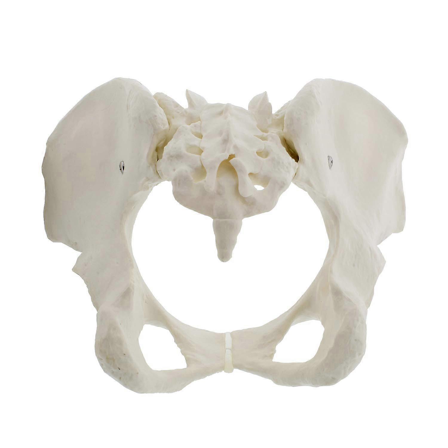 Life Size Female Pelvis Model, Hip Model - Female Anatomy Model, Hip ...