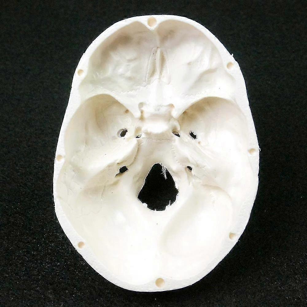Lidský anatomický model Medicína Lebka Lidská Anatomická Anatomie Hlava ...