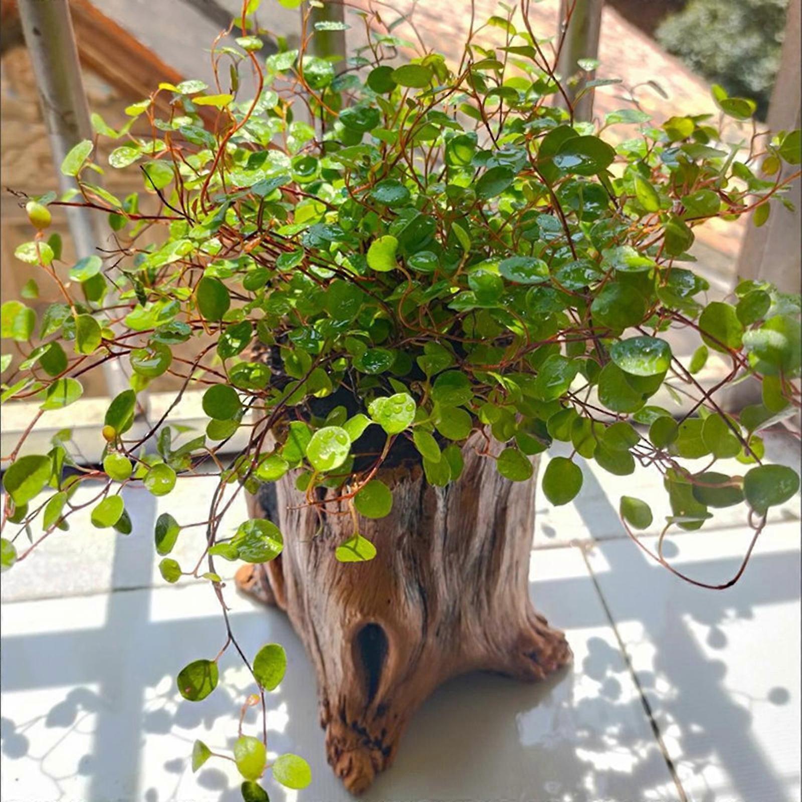 Flower Planter Cement Pots Featuring Tree Root Designs Suitable for ...