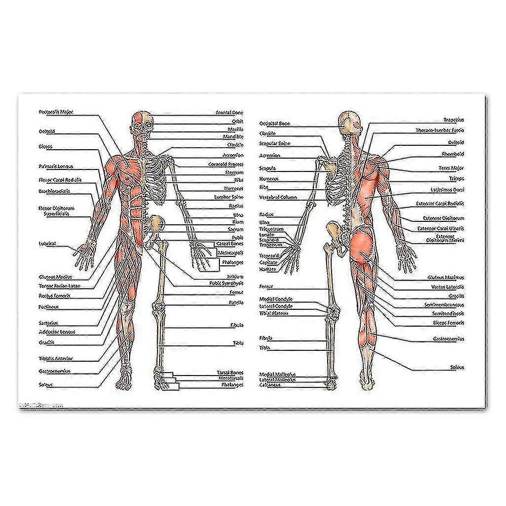Anatomisk plakatsæt til muskel- og skeletsystemet - Menneskets skelet ...