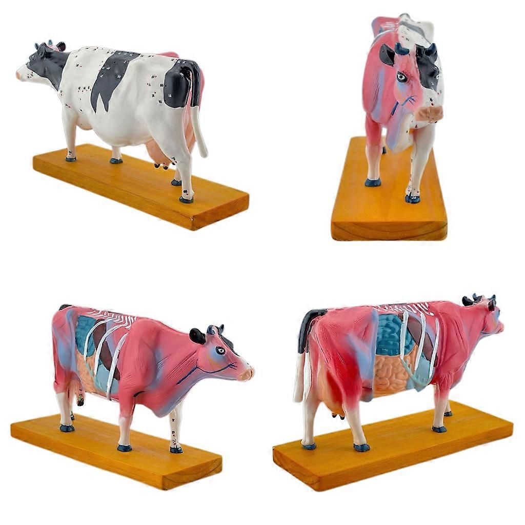 Cattle Anatomy Model Animal Anatomical Model for Veterinary Learning ...