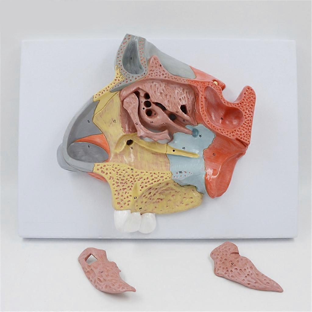 Nasal Cavity Model Nose Anatomical Model Simulation Human Nasal Anatomy ...