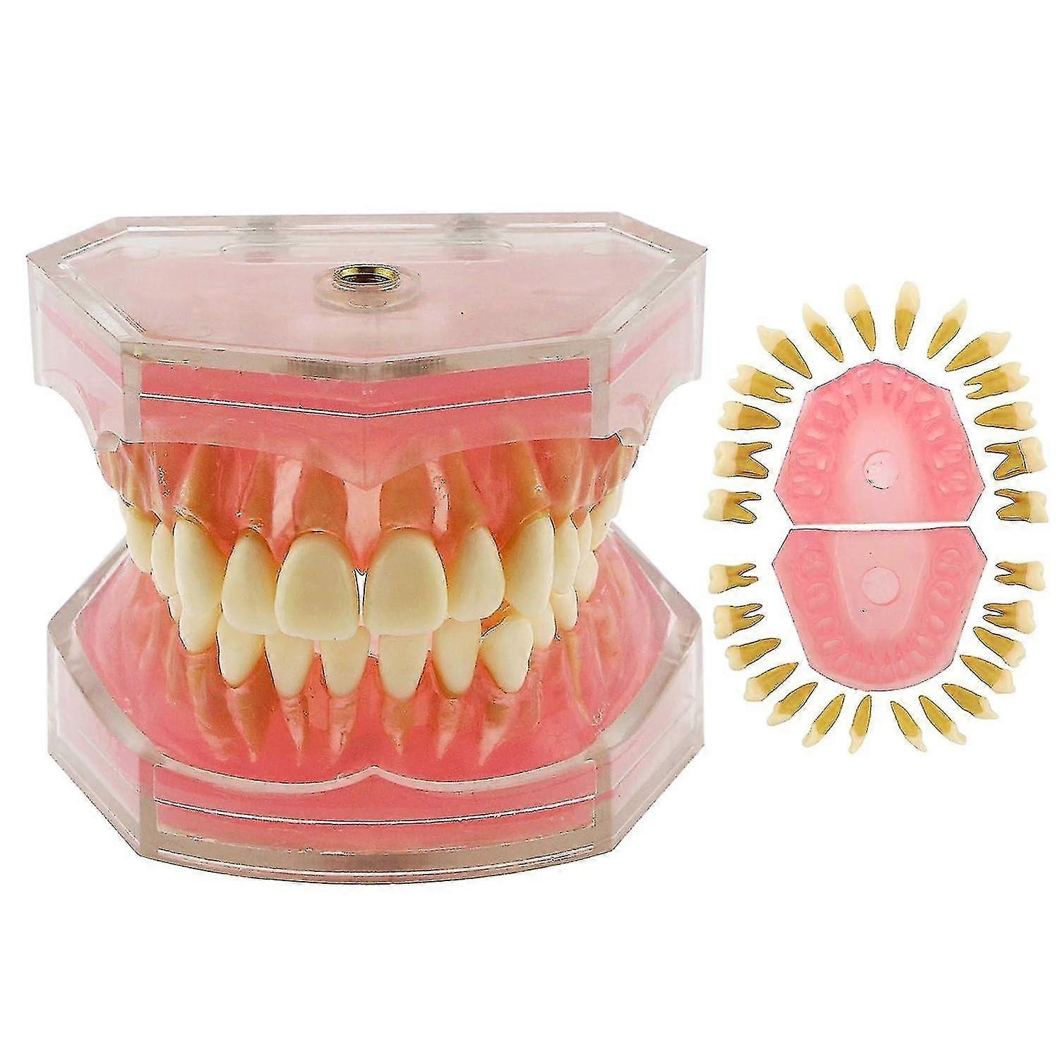 Dental Demonstration Tooth Model - Standard research teaching dental ...