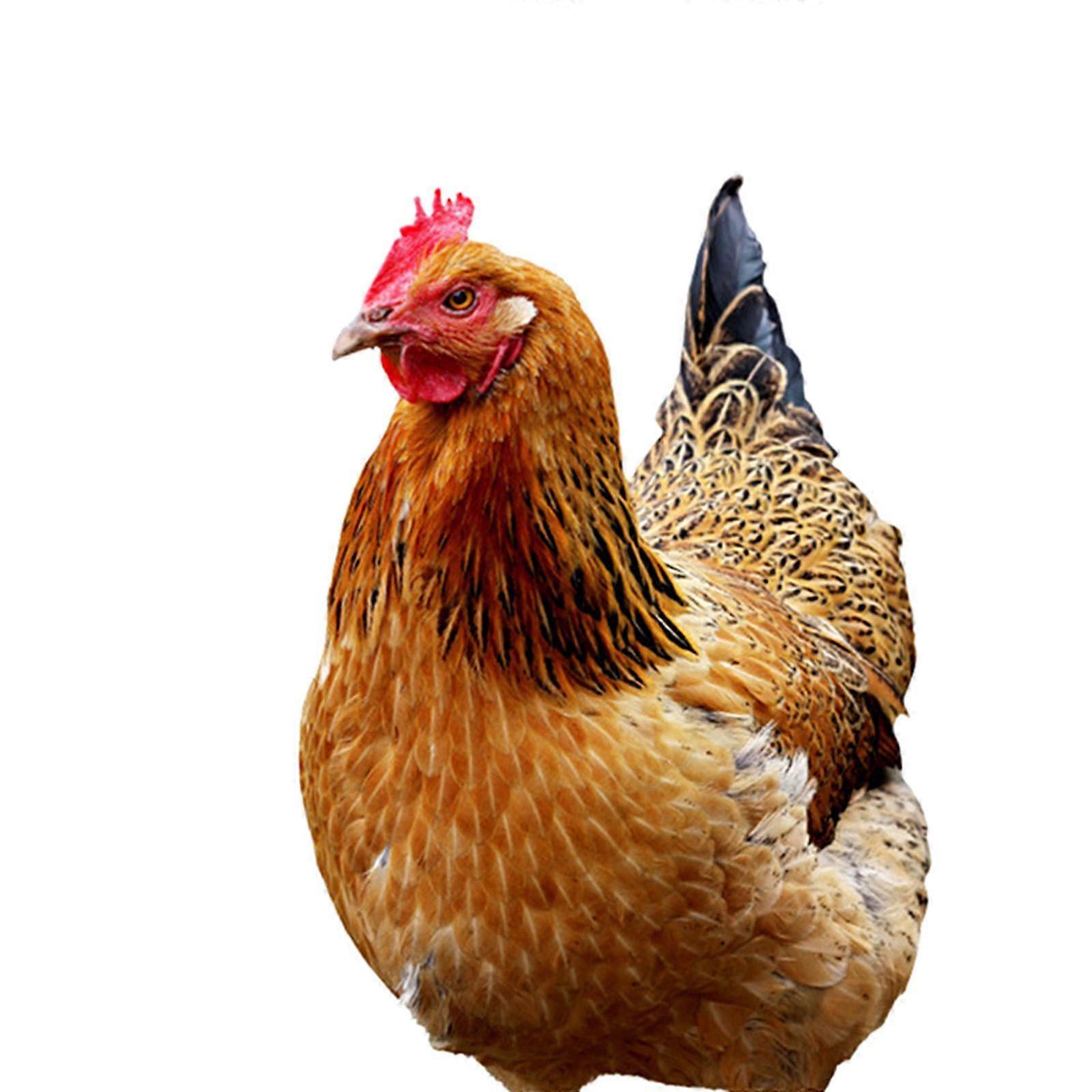Hen Statue Garden Stake Animal Sculpture Metal Lawn Sign Chicken ...
