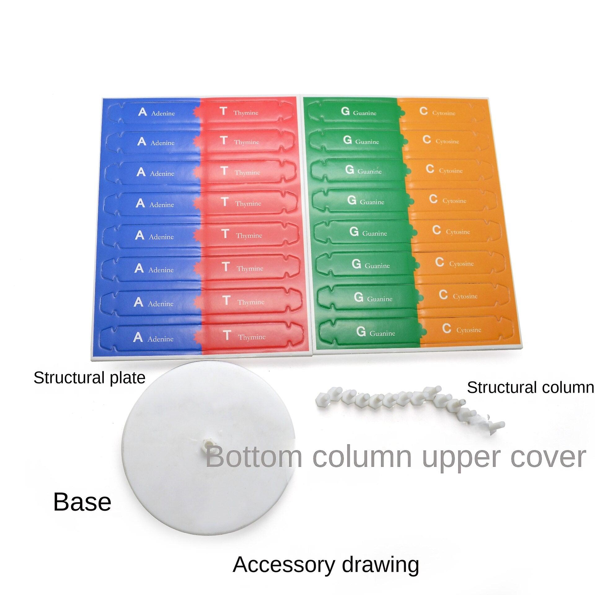 Human genetic model dna double helix diy biological science experiment ...