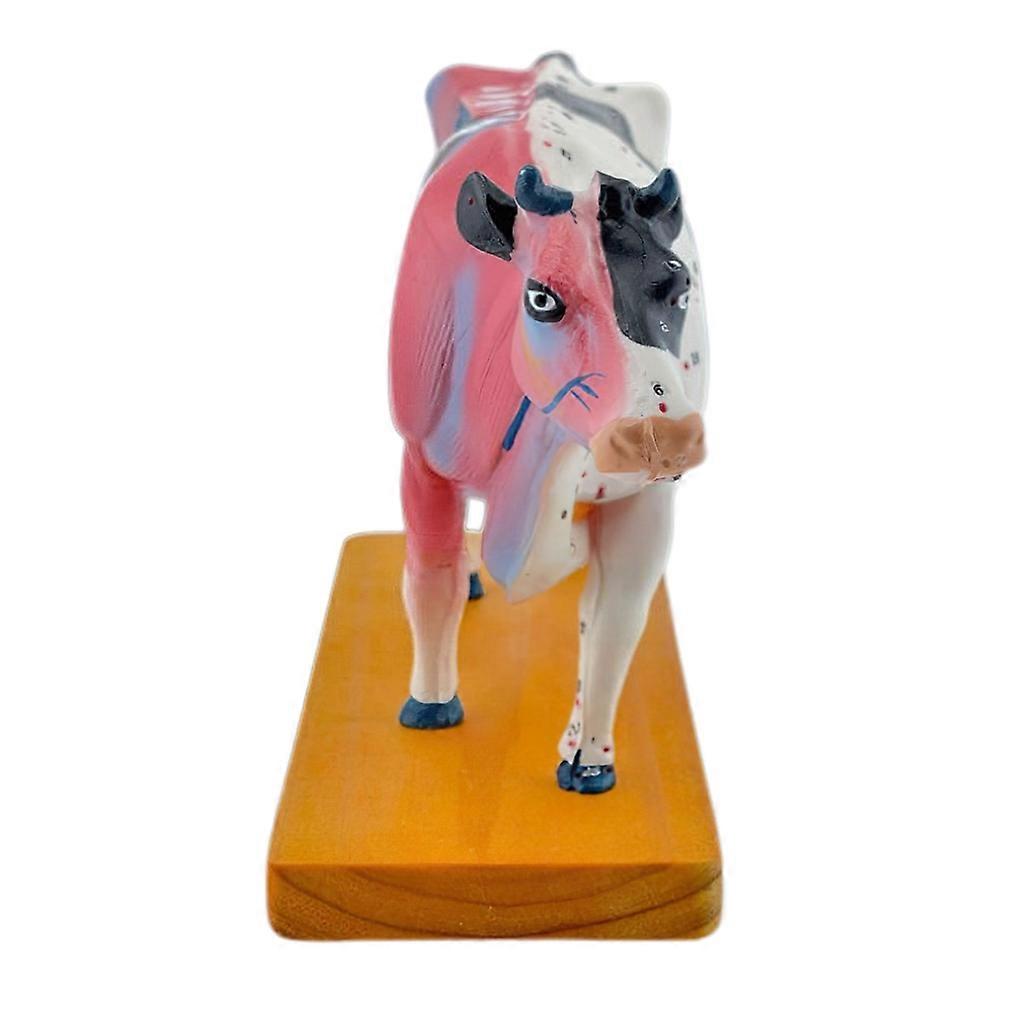 Cattle Anatomy Model Animal Anatomical Model for Veterinary Learning ...