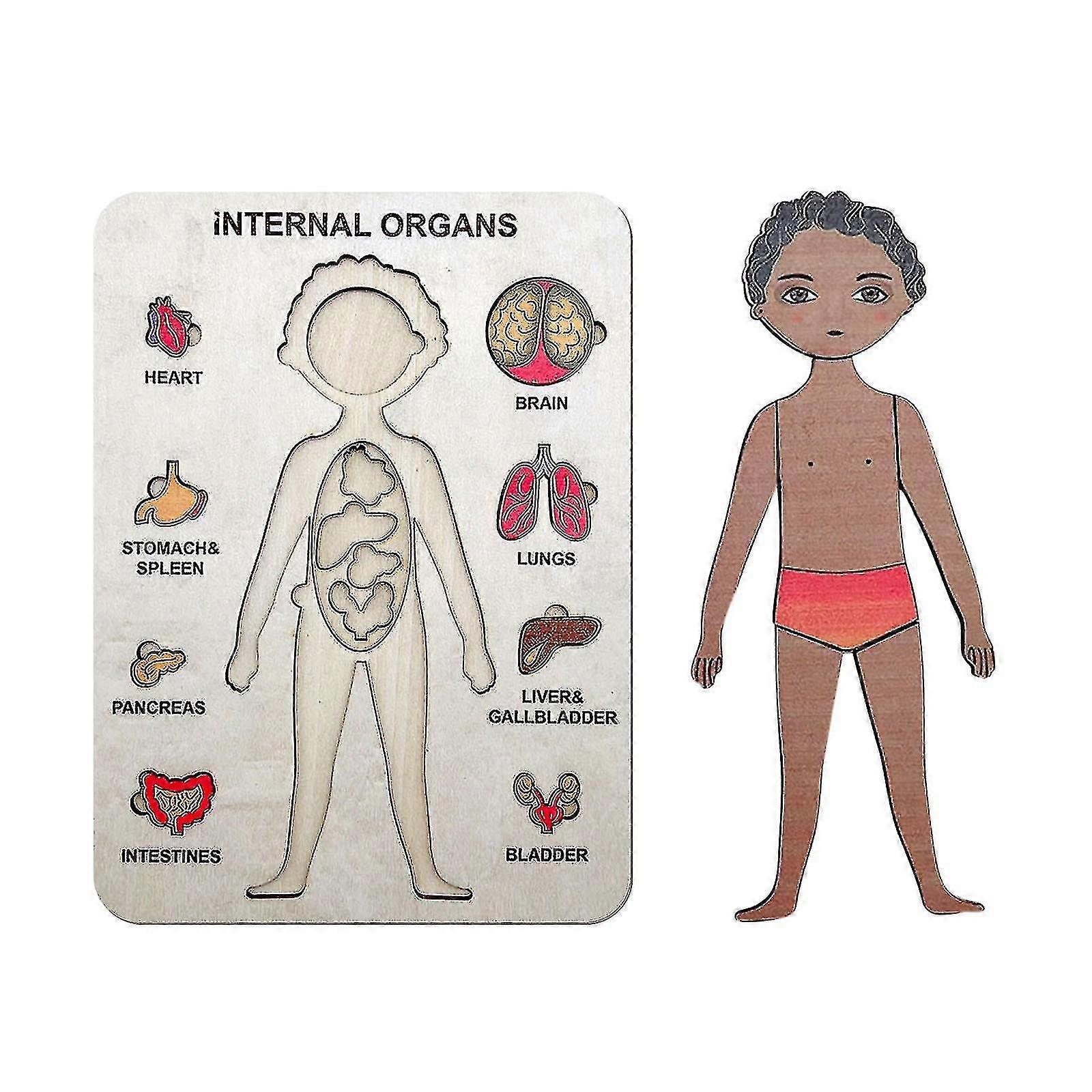 Wooden Human Body Puzzle For Kids -ages 3+ | Fruugo UK