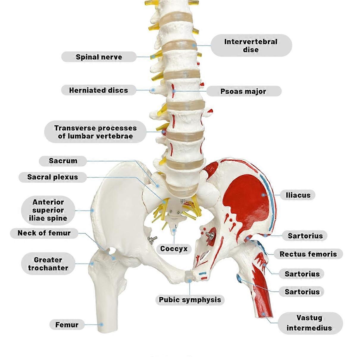 Spine Model for Anatomy, Arteries, Lumbar Column,Pelvic Girdle Femur ...