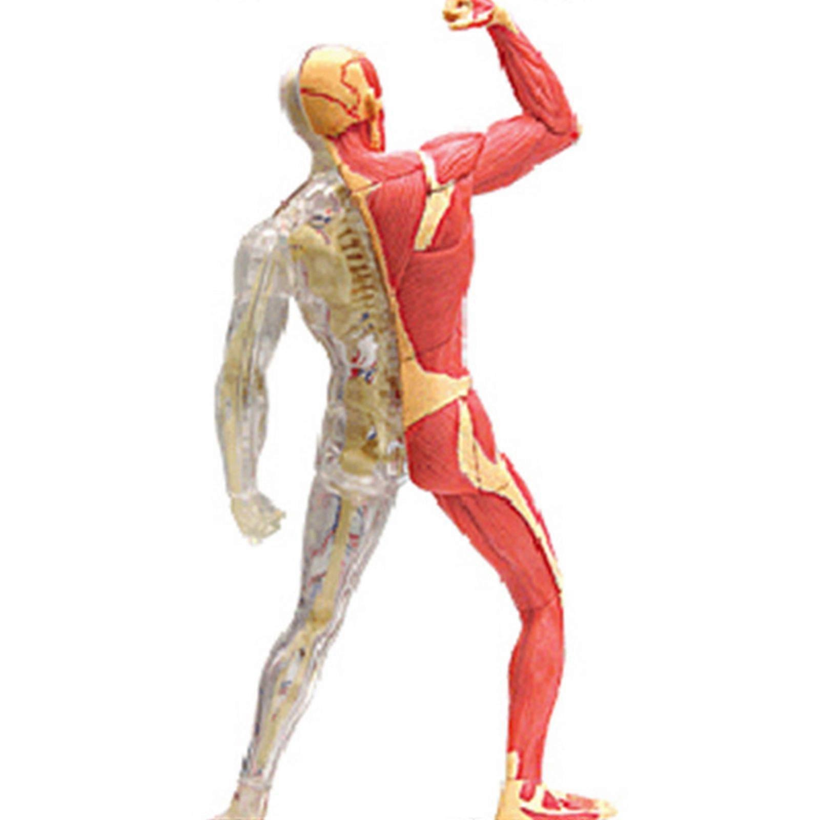 Scientific Miniature Muscular System Model Human Muscles Anatomy Model ...