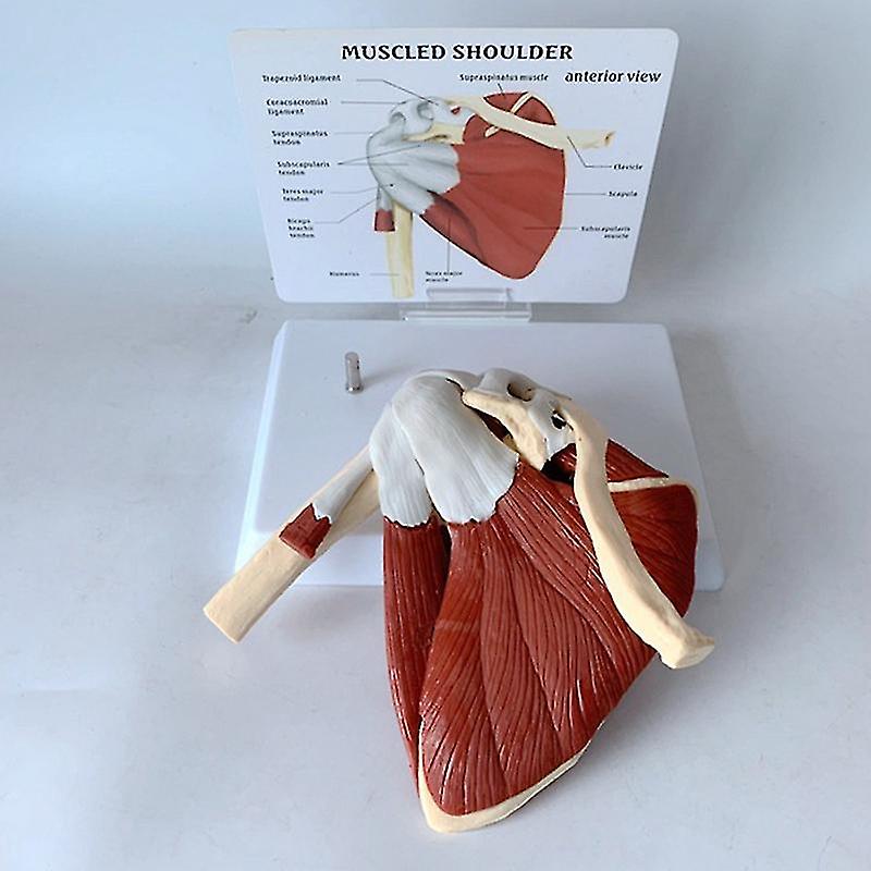 Human Skeleton Shoulder Scapula Clavicle Muscle Model Joint Functional ...