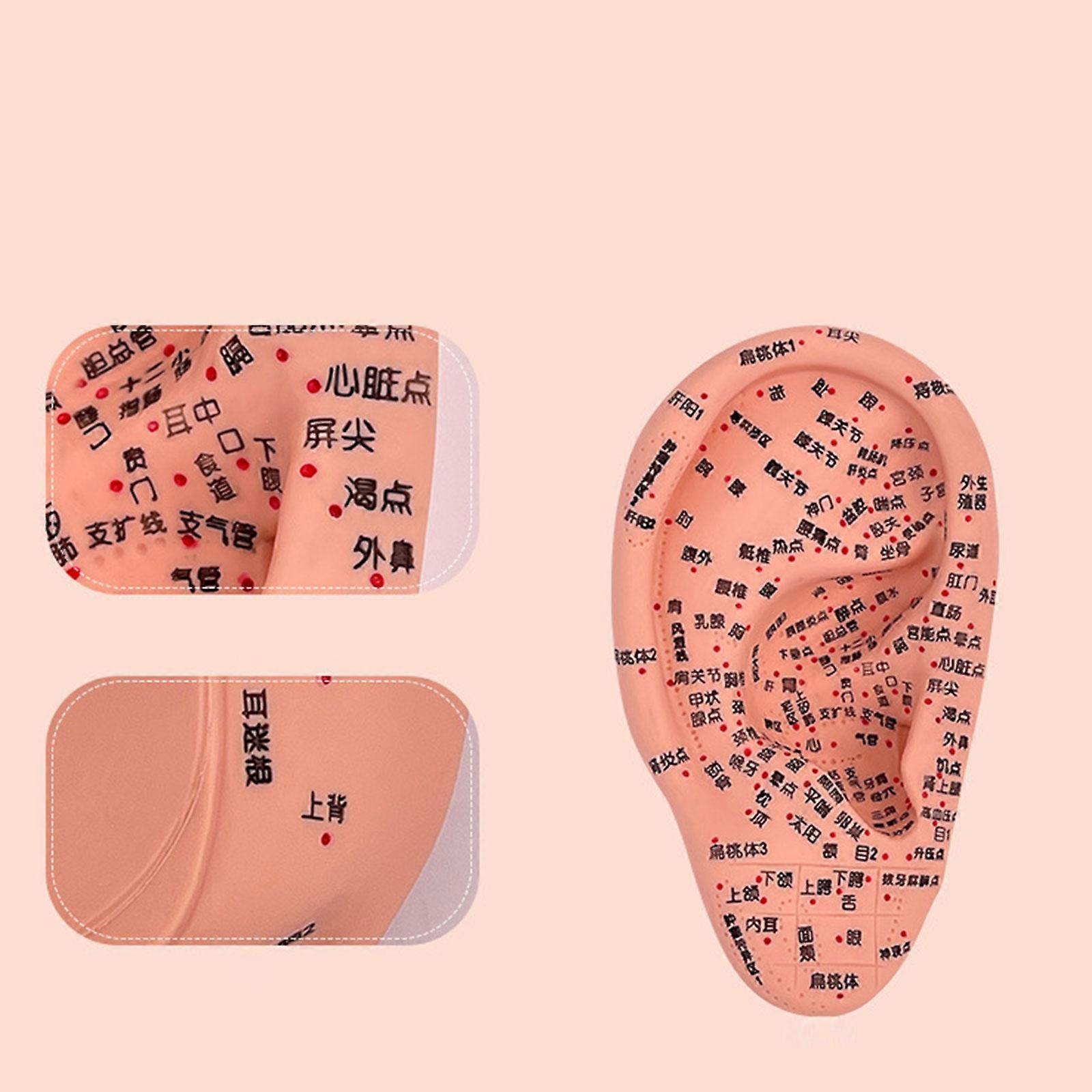 Ear Acupuncture Model Reflexology Acupoint Learning Display ...