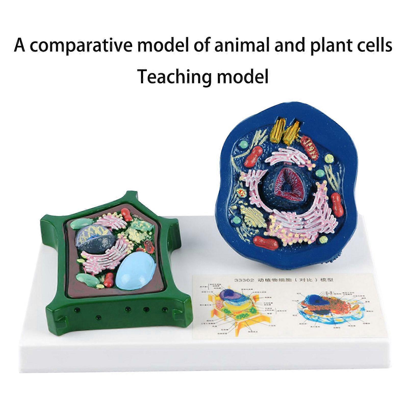 Animal and Plant Cell Anatomy Model With Removable Parts Anatomical ...