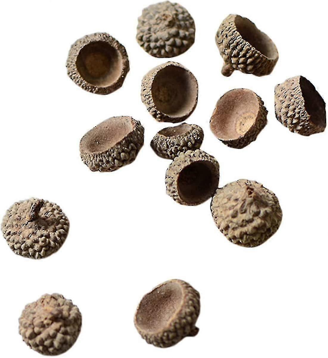 100x Natural Acorns Real Rustic Acorns Caps Decorative Vase Fillers ...
