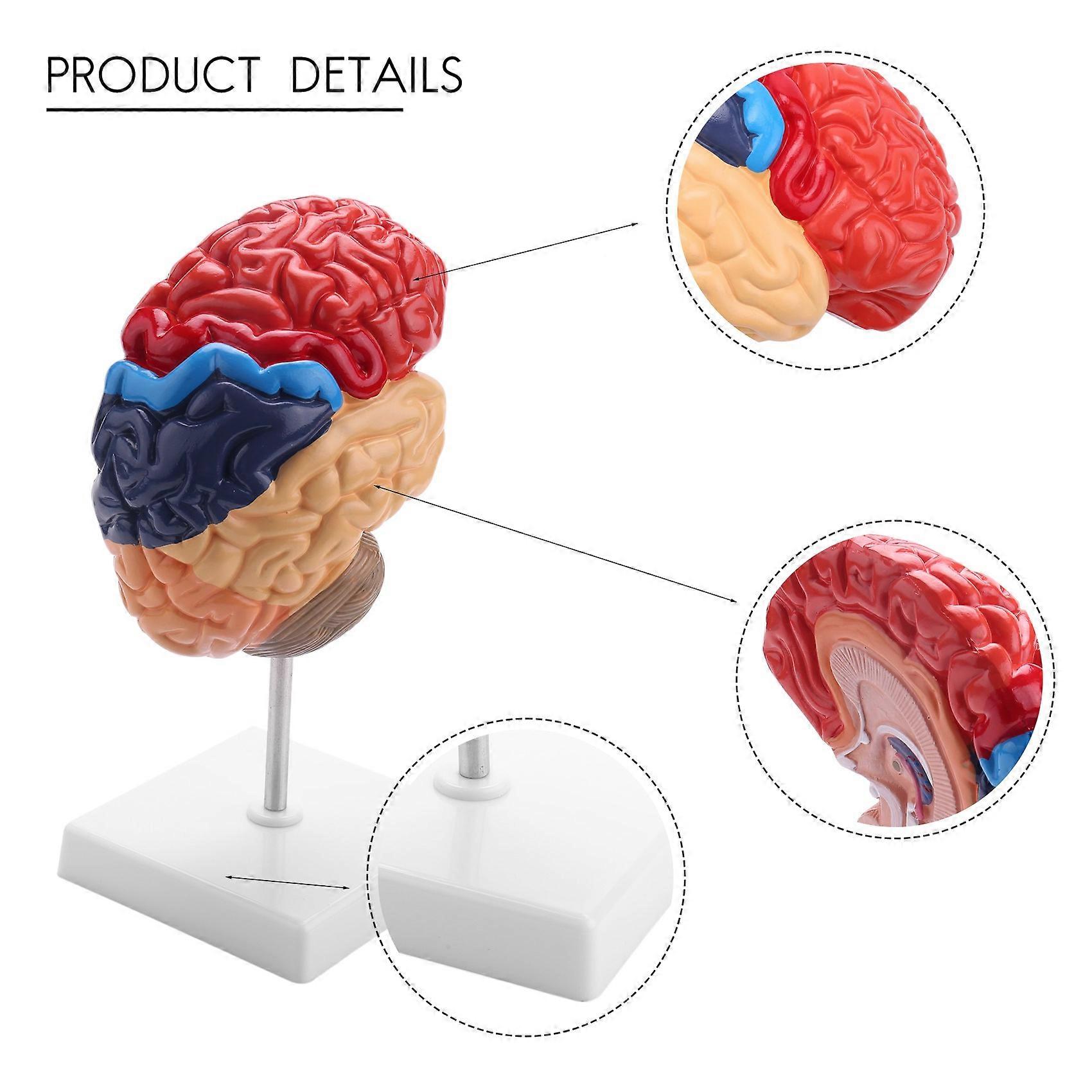 Cerebral Anatomical Model Anatomy 1:1 Half Brain Brainstem Teaching Lab ...