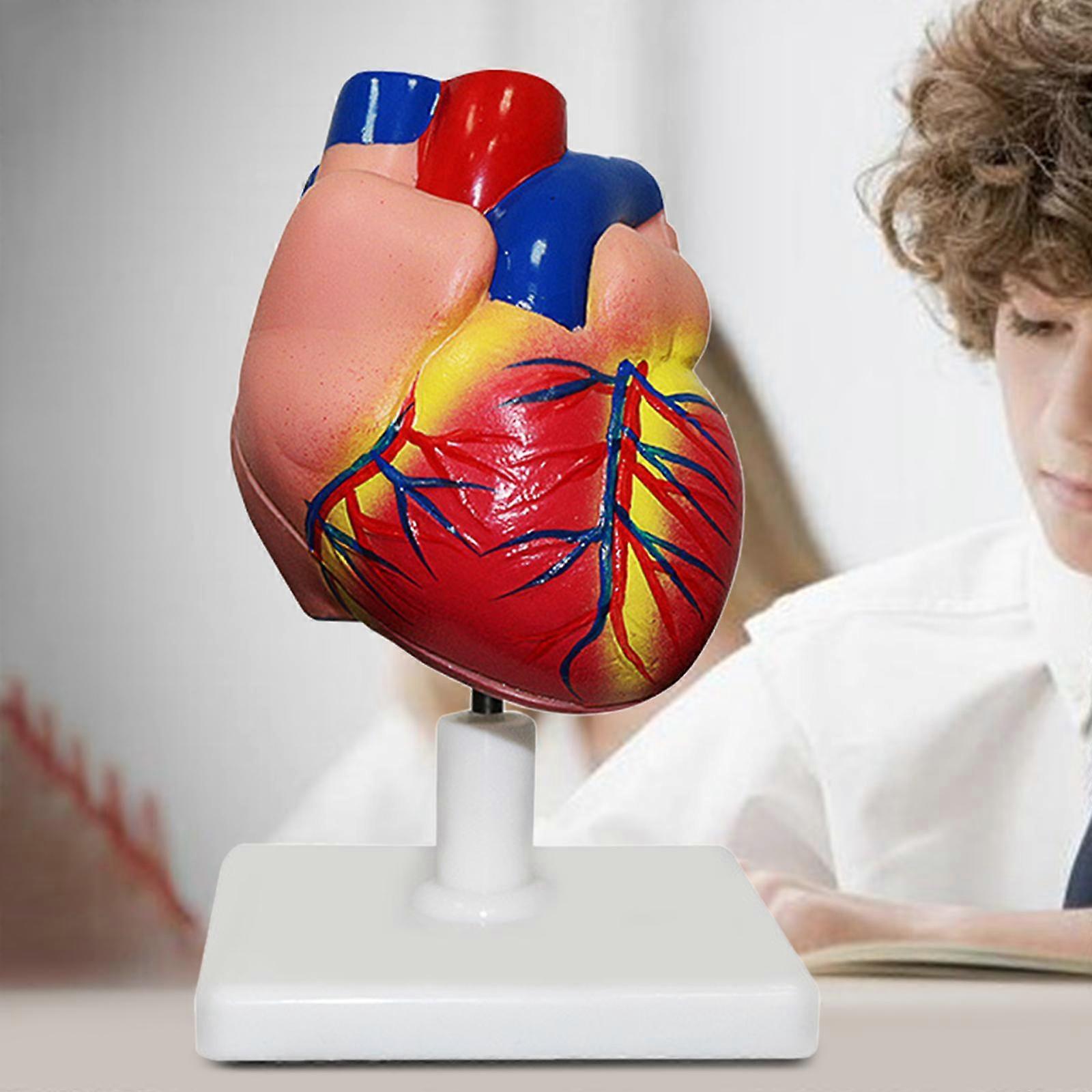 Simulation Human Heart Anatomy Model Science Learning Tool 2 Part ...