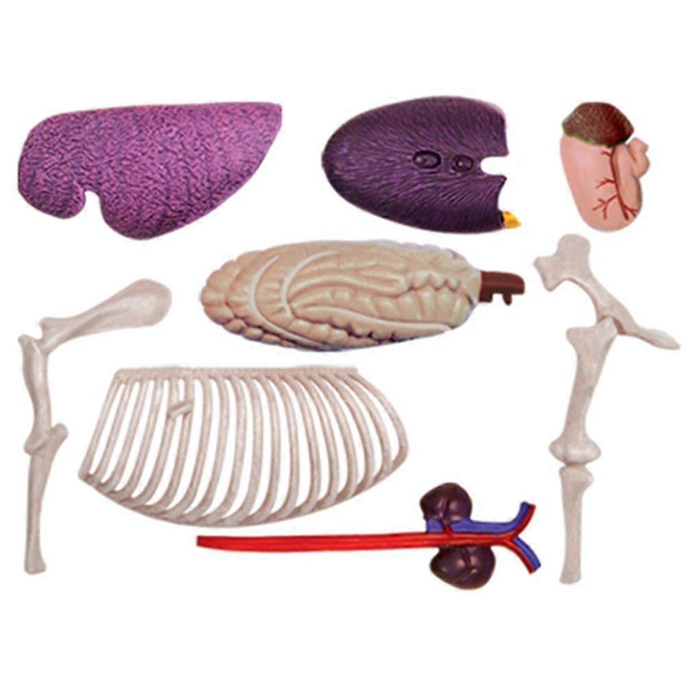 Animal Organ Anatomy 4d Horse Intelligence Assembling Toy Teaching ...