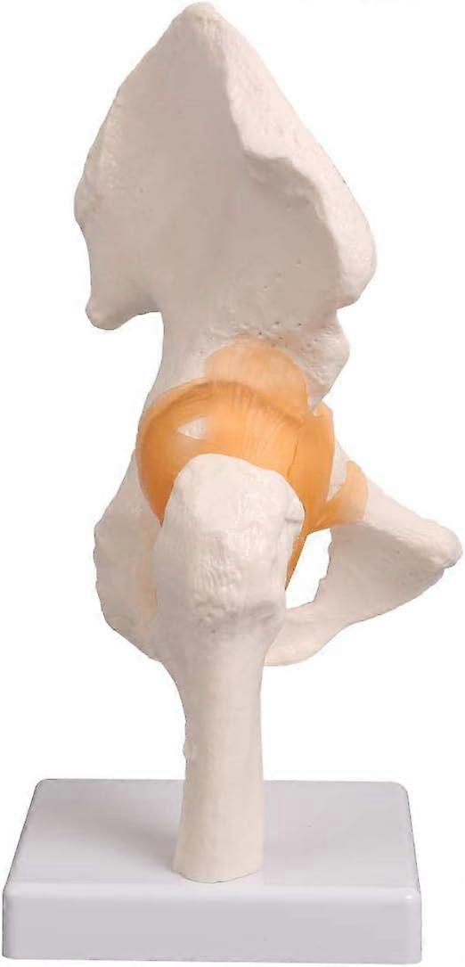 Anatomical hip model lifesized human hip bone model with a part of the ...