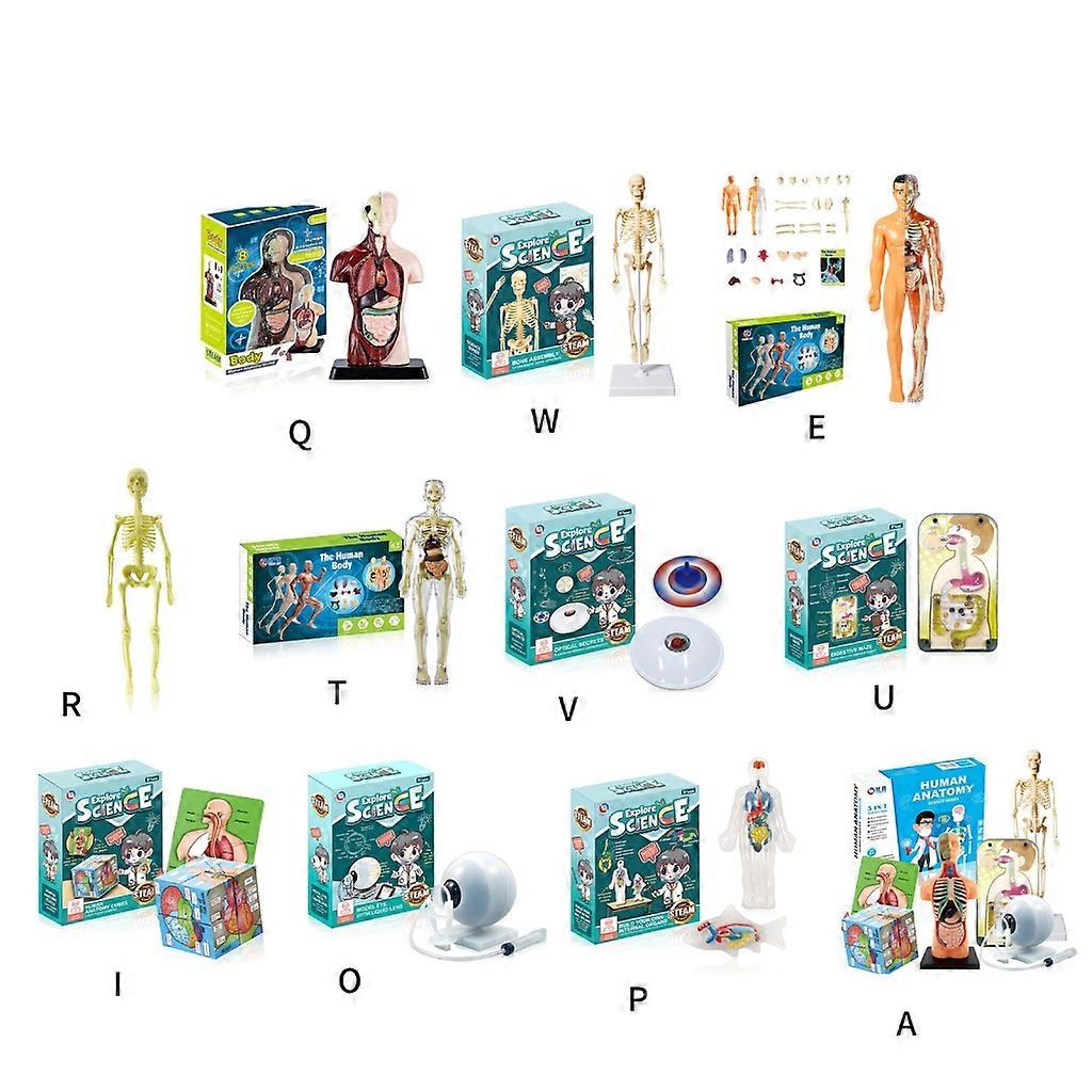 Human Body Anatomy Model Detachable Torso Organs Skeleton Education ...