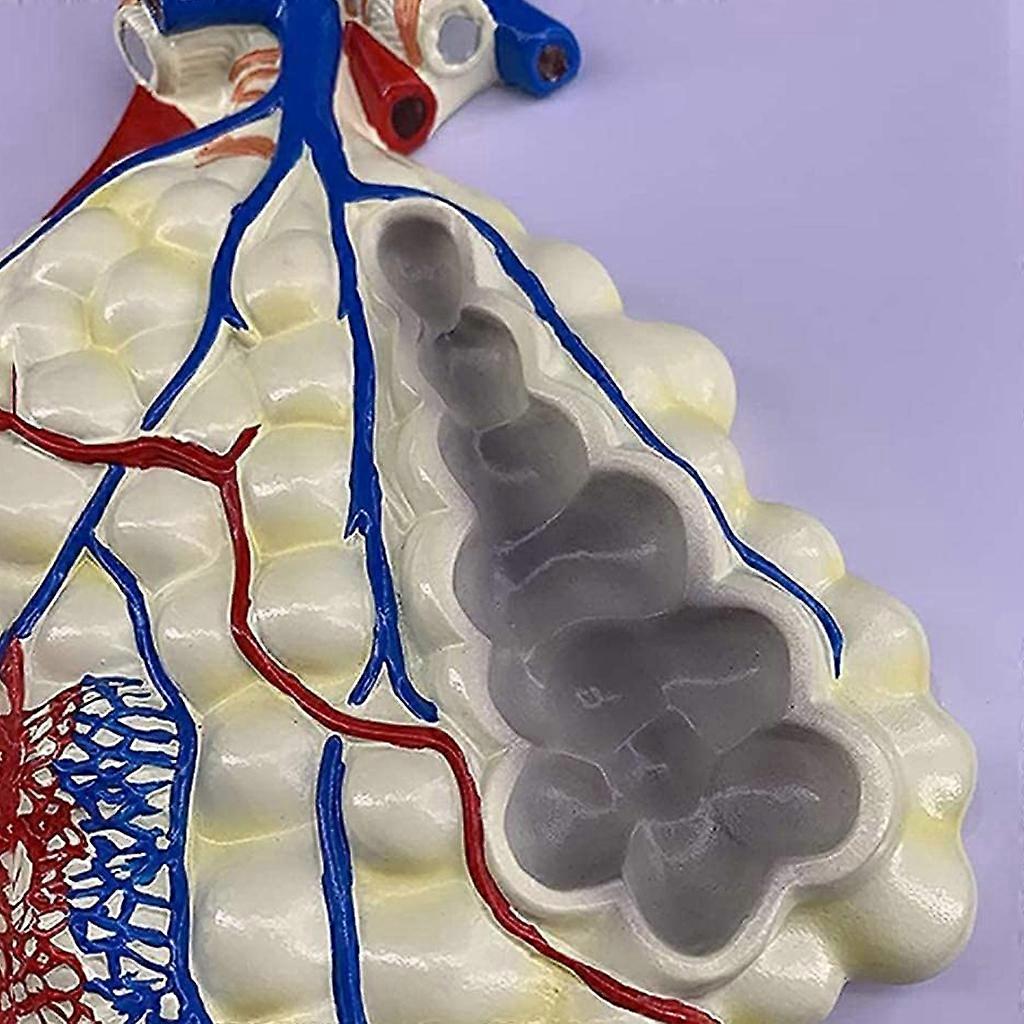 Realistic Human Respiratory System Model Human Bronch Anatomy Model ...