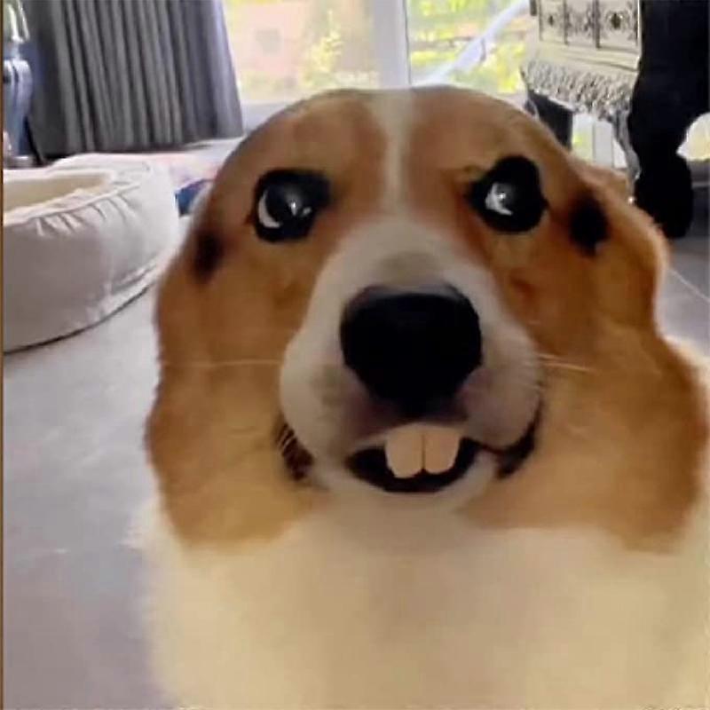 Funny Dog False Teeth Pet Dentures Decorating Supplies Dog Halloween ...