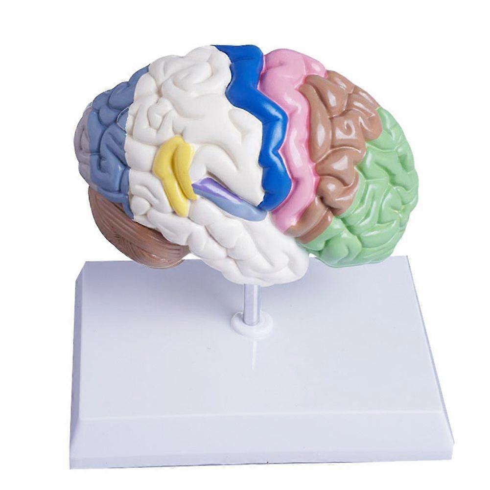Human Half Brain Anatomy Model Life Size Anatomical,Brain Model Medical ...