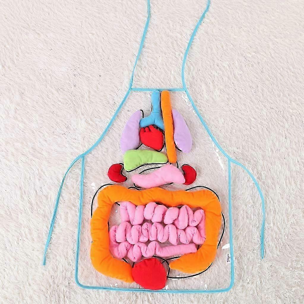 3d Organ Apron, Plush Diy Organs Apron For Students Human Body Organs ...