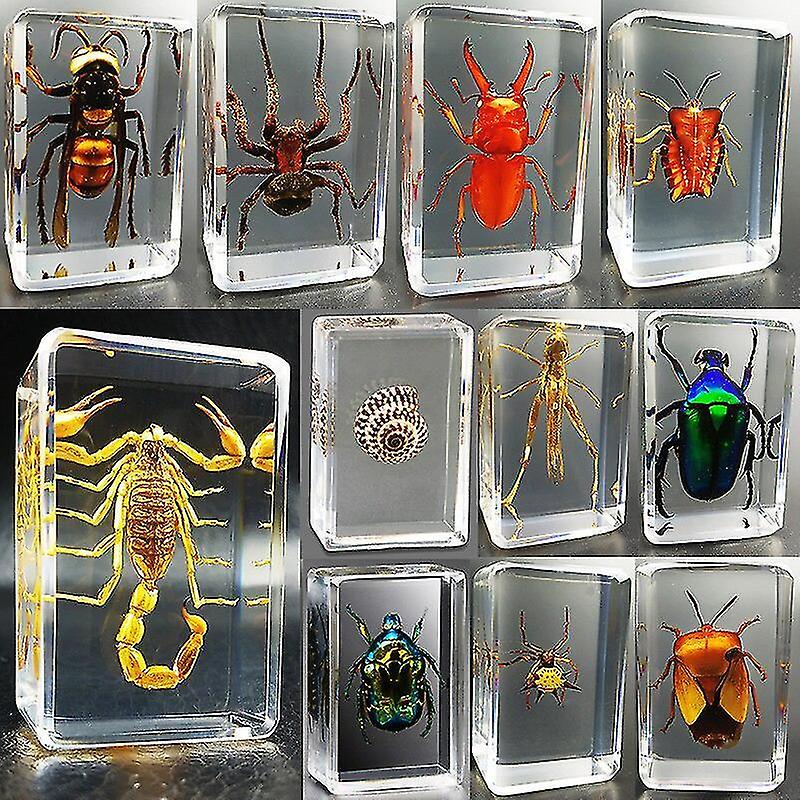 Real Images Of Insects I Made A Video Game, Bug & Seek, That's All