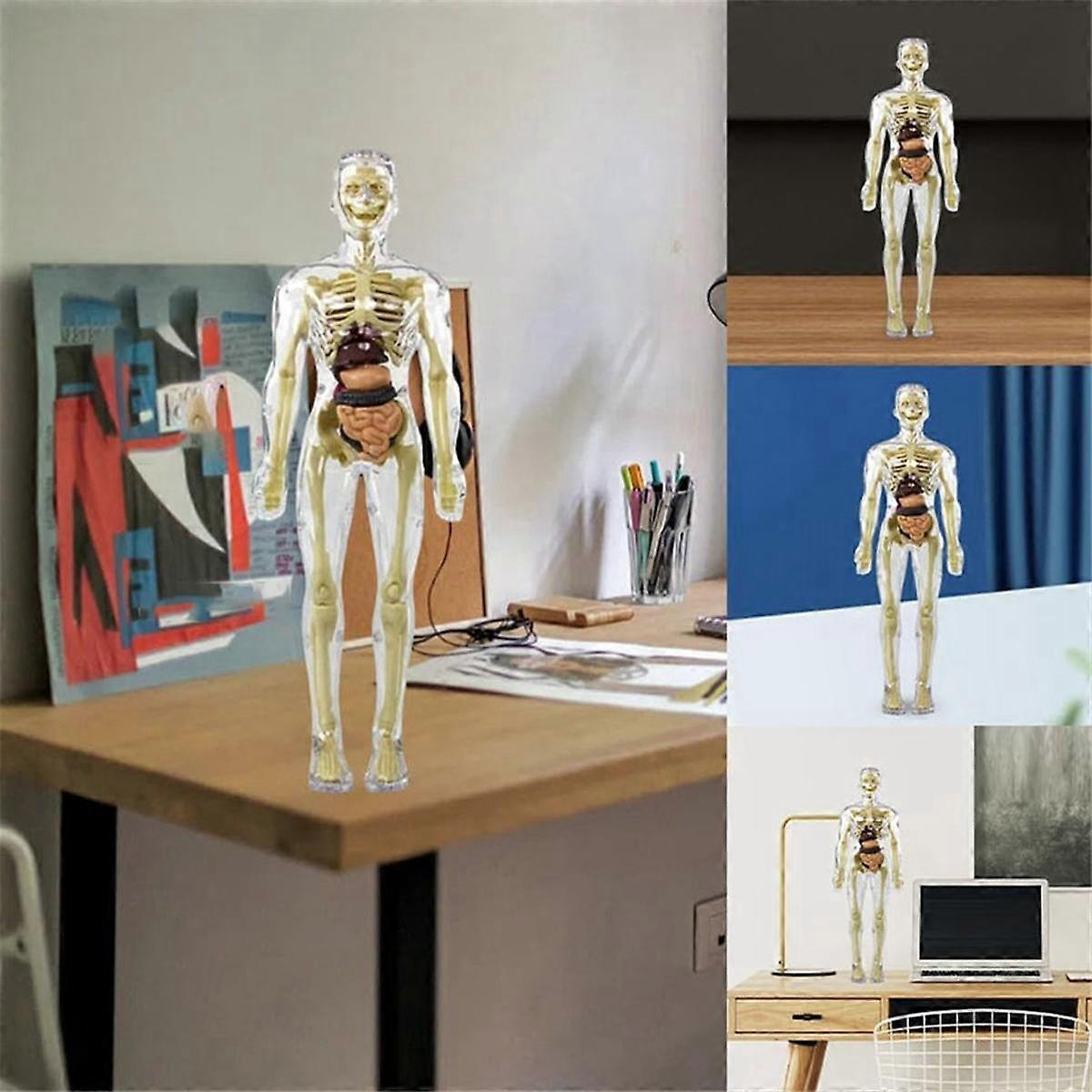 3D Human Body Torso Model Anatomy Model Skeleton,Human Body Model ...