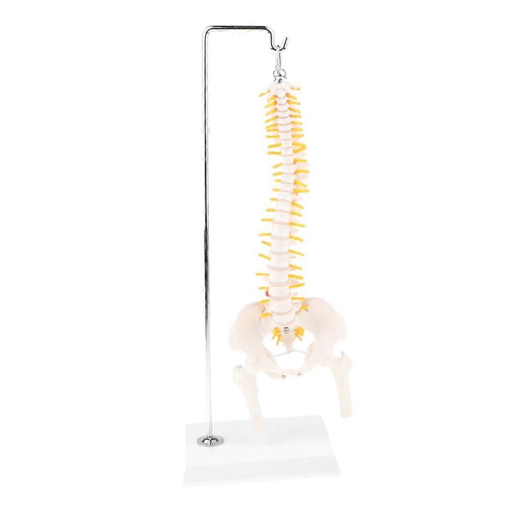 45cm Flexible 1:1 Adult Lumbar Bend Spine Model Human Skeleton School ...