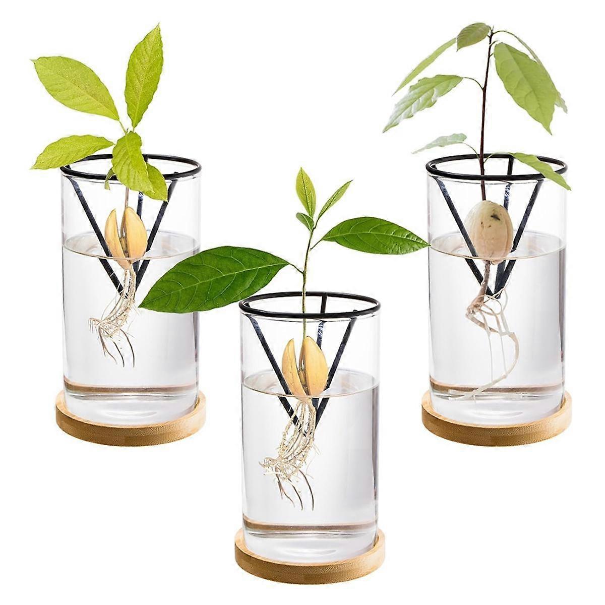 3 Pack Avocado Tree Growing Kits, Glass Avocado Seed Vase with Triangle ...