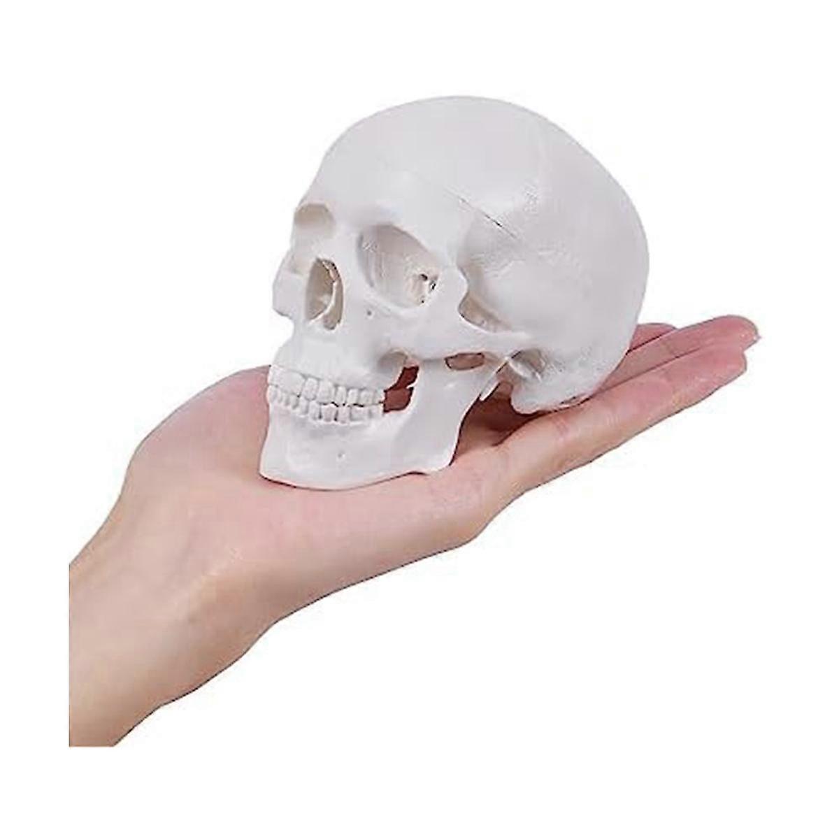 Mini Human Skull Model, 3 Parts Anatomical Skull Model with Removable ...