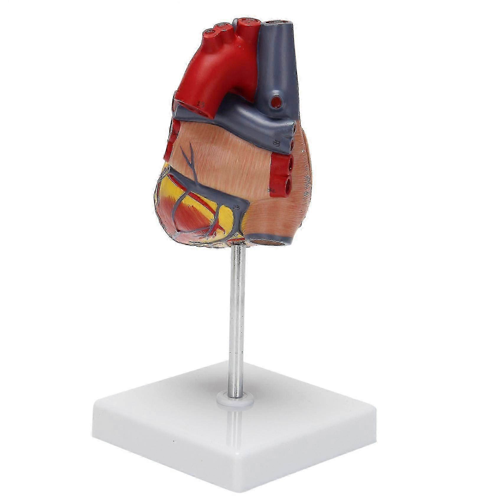 1: 1 Modelo de corazón humano, anatómicamente modelo de corazón ...