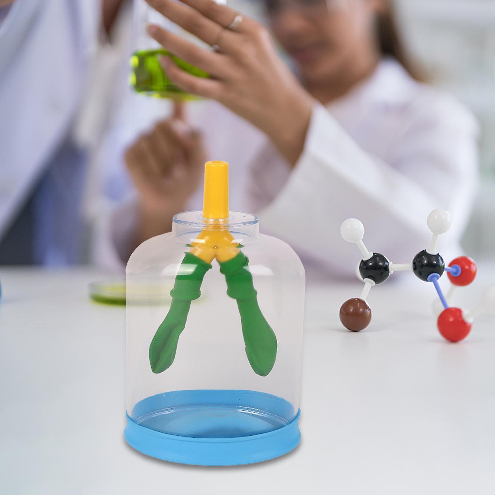 Kids Teaching Lung Demonstration Model Teaching Supply DIY Experiment ...