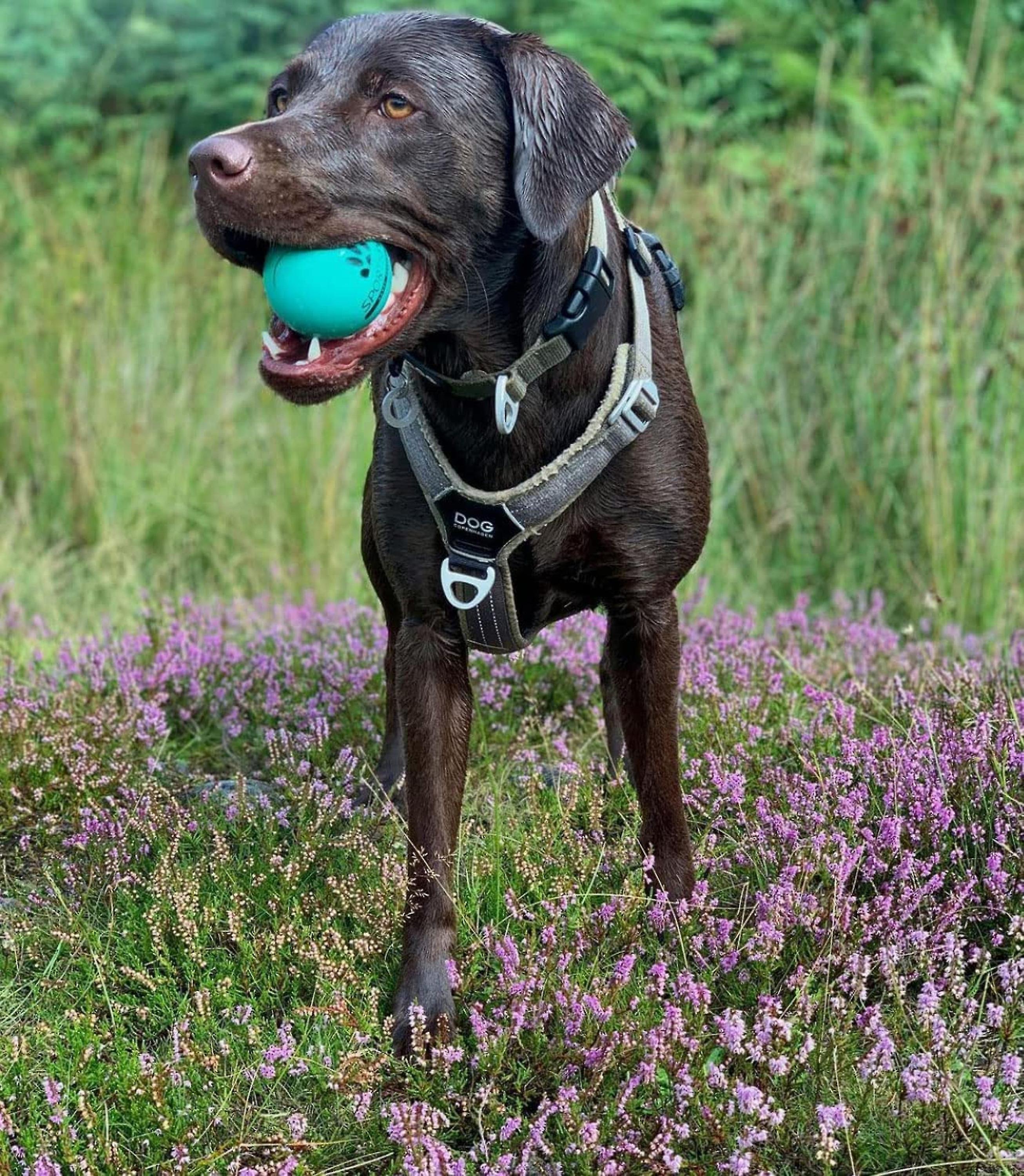 Sportspet Mini Bounce High Bounce Dog Toy | Fruugo UK