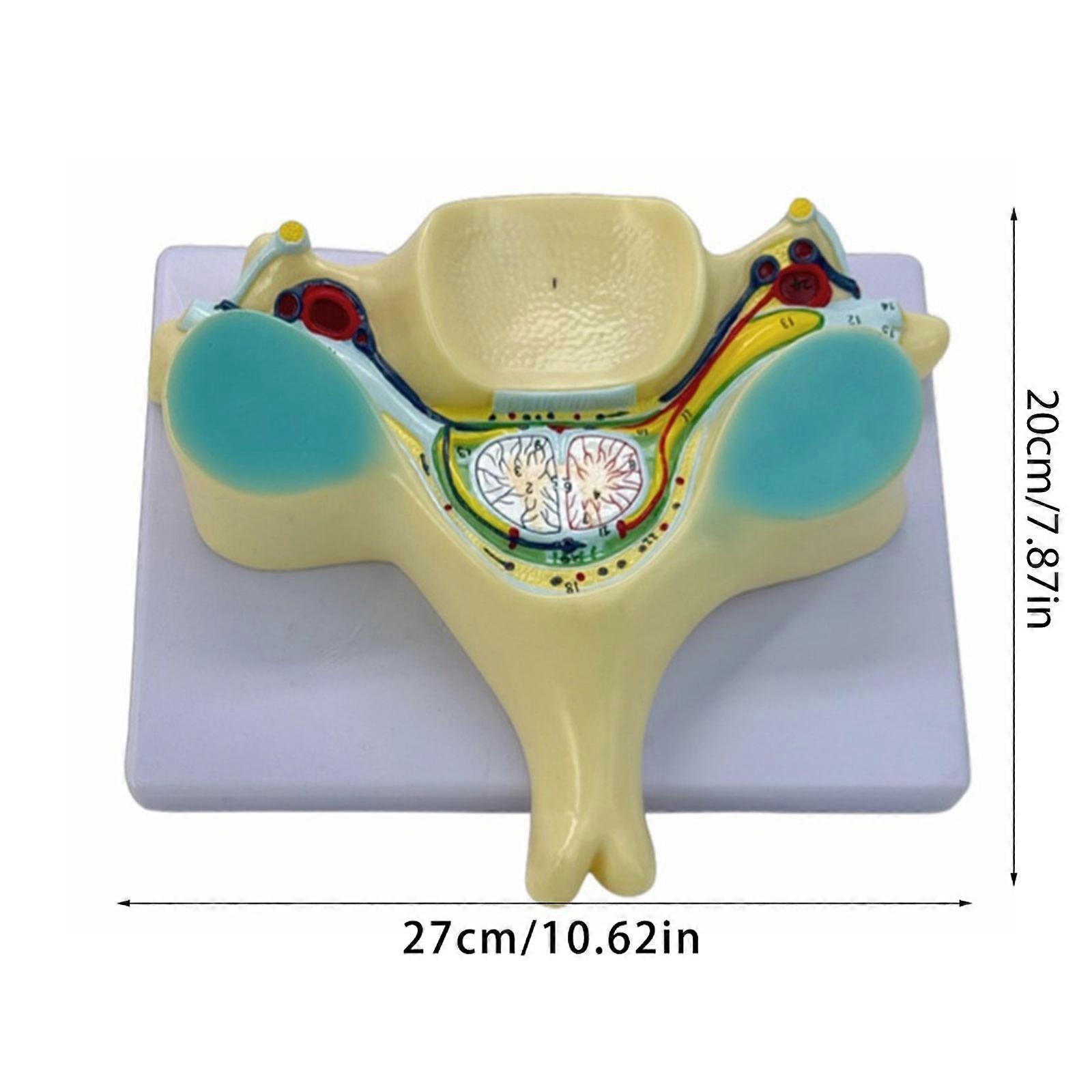 Enlarged Fifth Cervical Spine Model Medicals Model Humans Bone Model ...