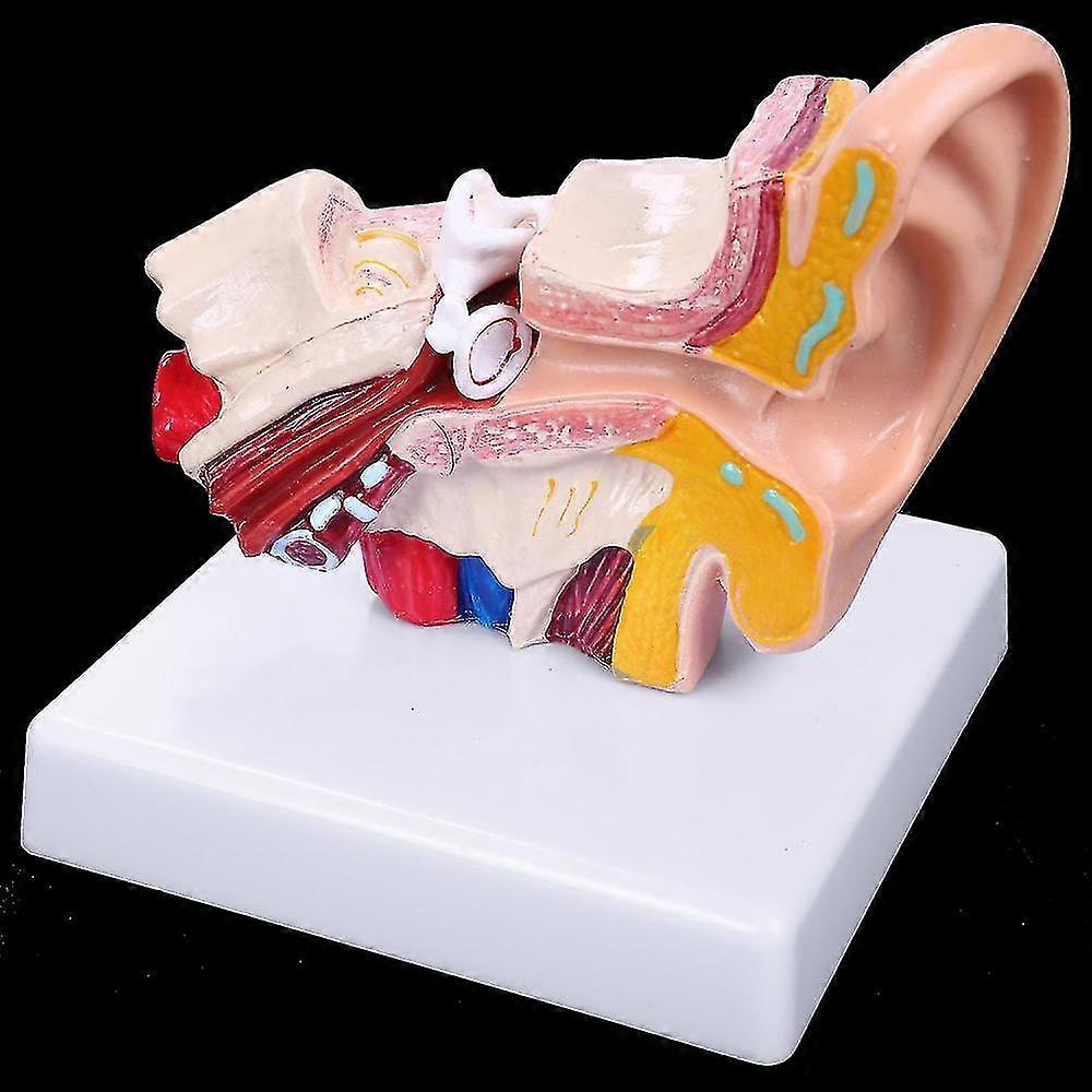 1.5 Times Human Ear Anatomy Model Showing Organs Structure Of The ...