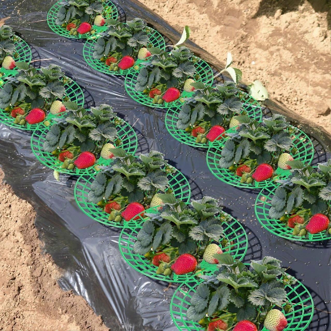 10 Packs Strawberry Supports, Strawberry Plant Stand with 3 Sturdy Legs ...