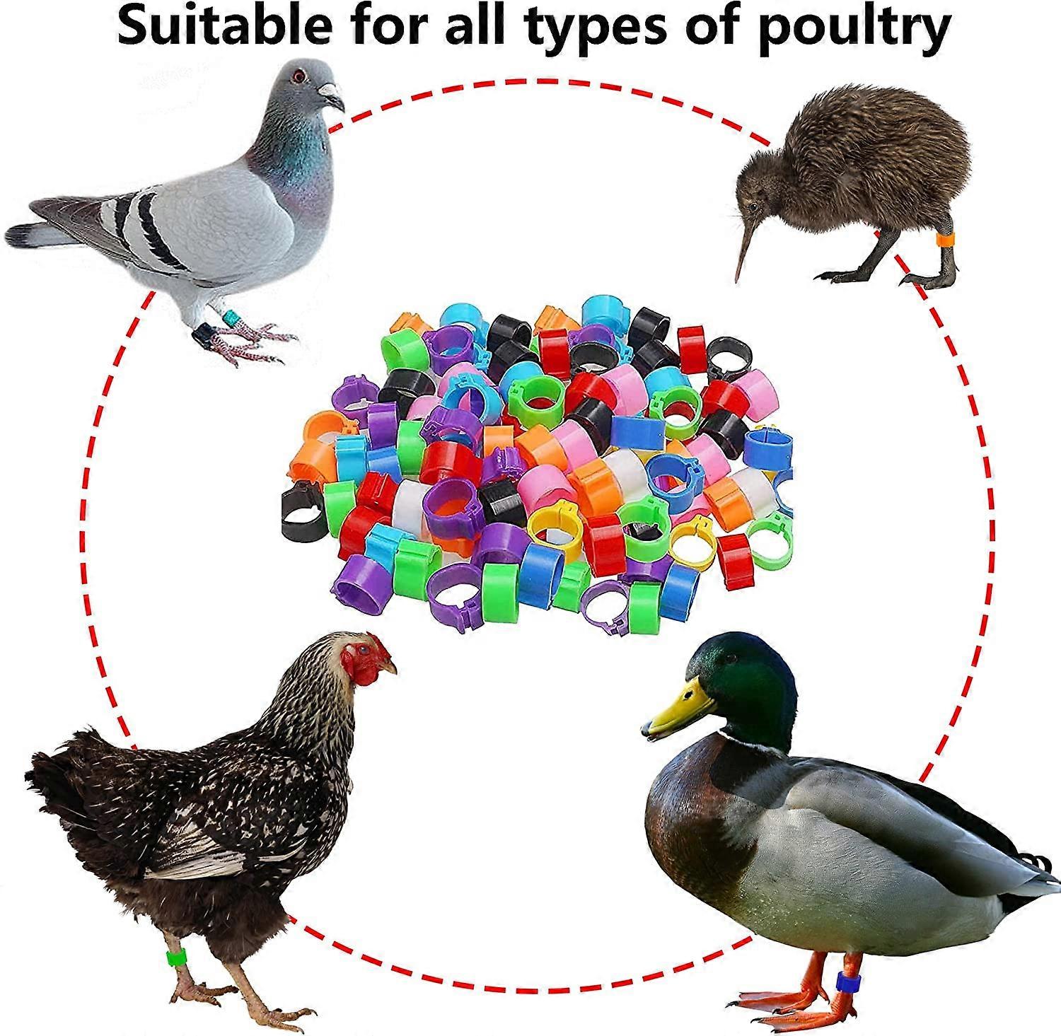 100pcs 10mm Poultry Clamp Rings Leg Rings ,10 Colors | Fruugo UK