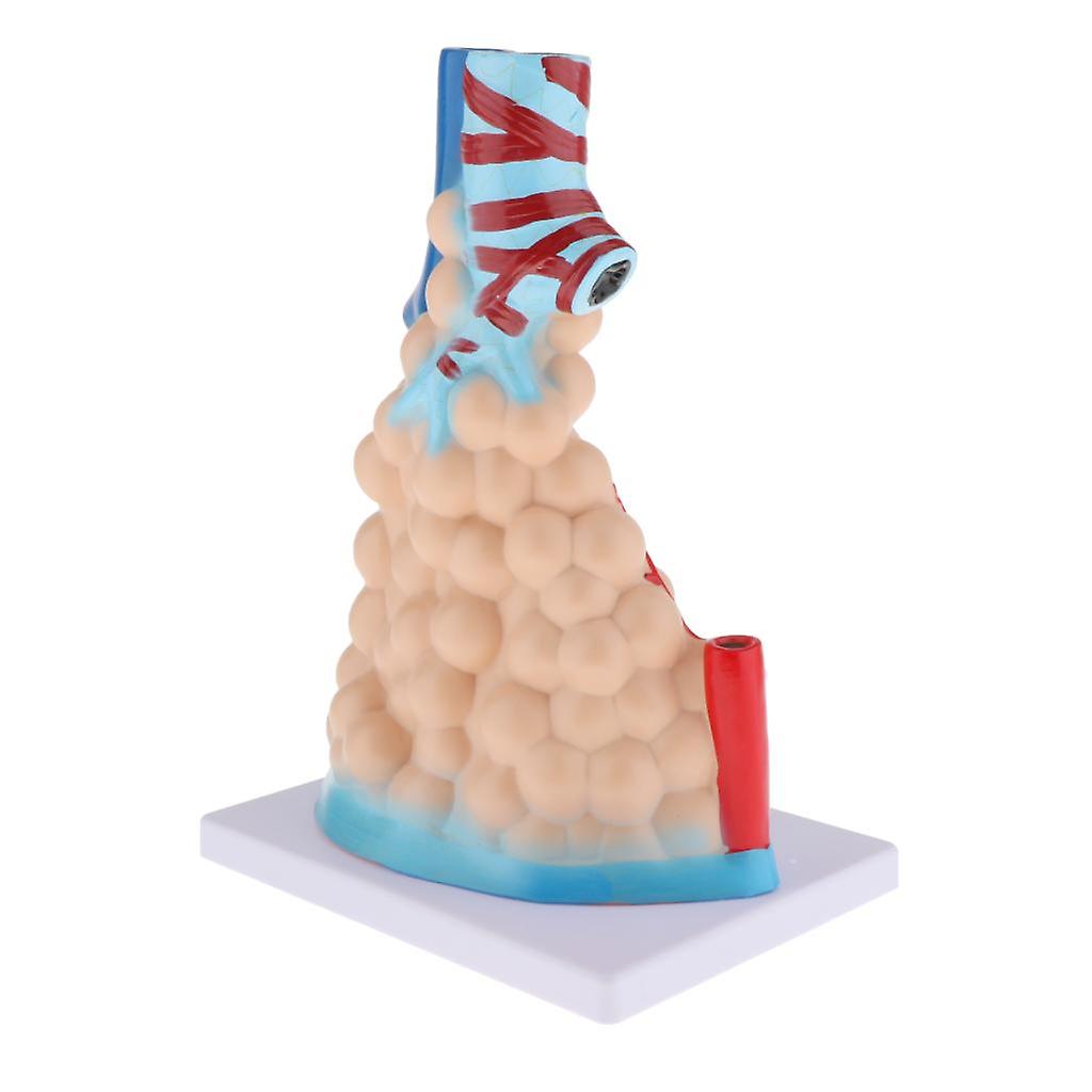 Handmade Lung Alveolar Anatomical Model PVC Anatomy Teaching Tool ...