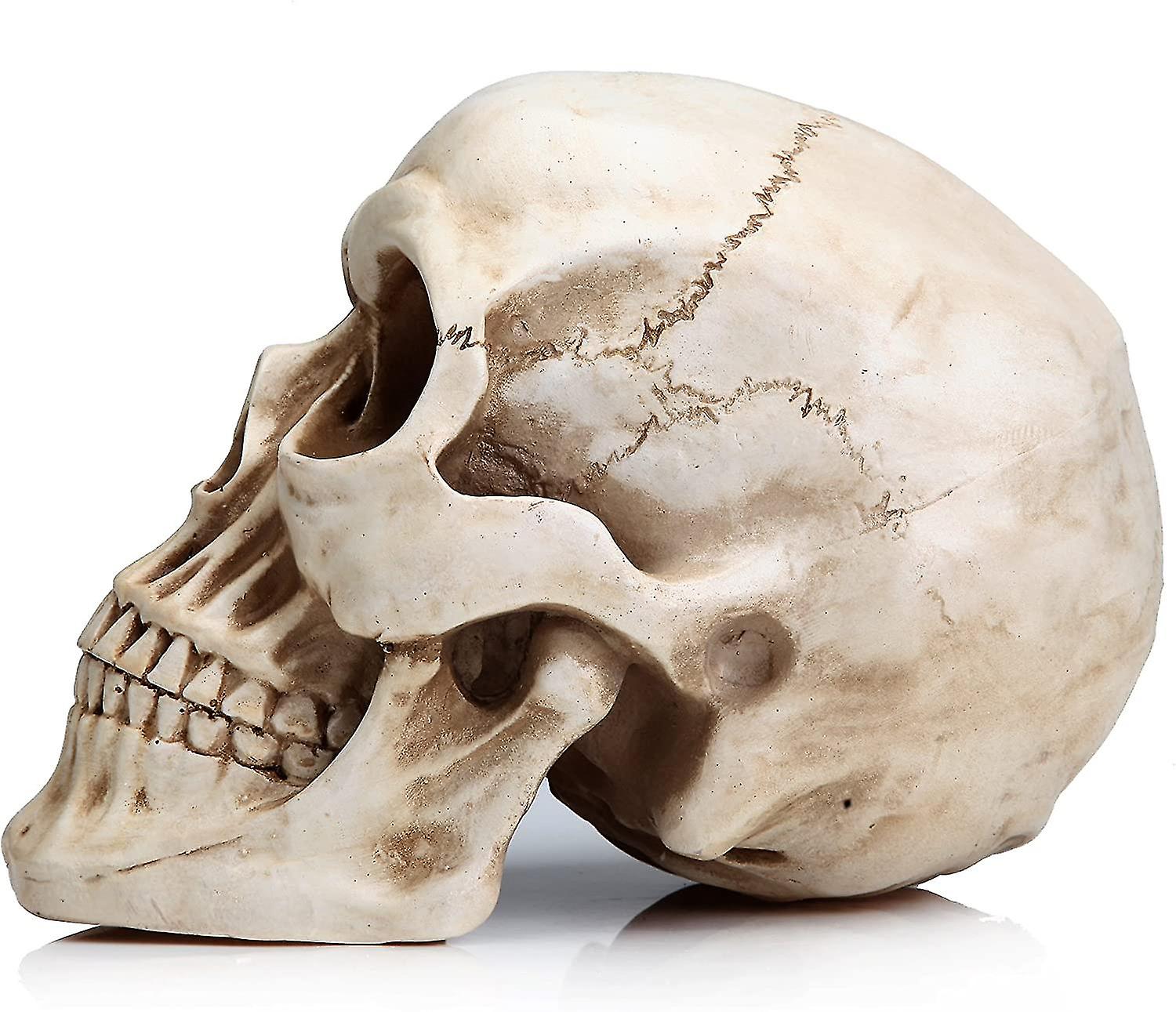 Life Size Human Skull Model 1:1 Replica Realistic Human Adult Skull ...