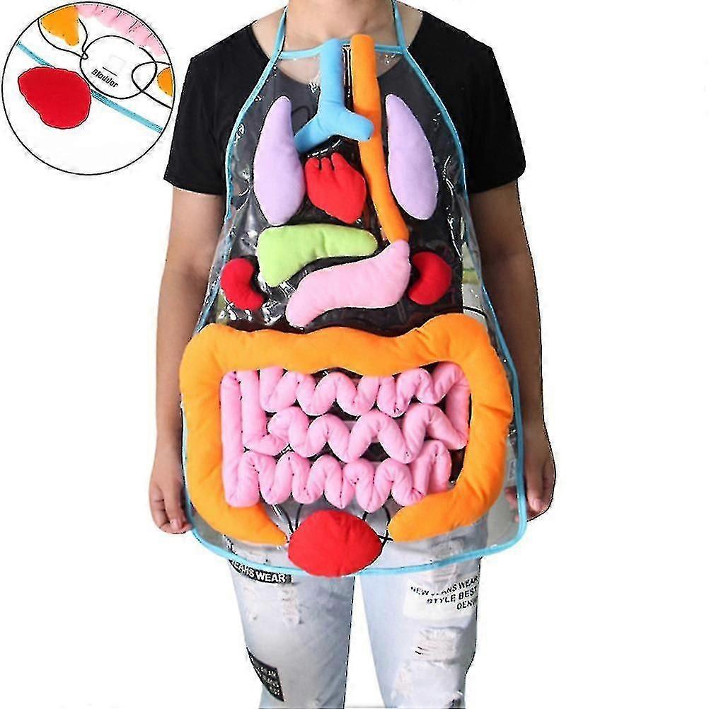 Anatomy Apron Human Body Organs Awareness Educational Insights Children ...